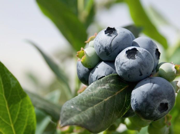 Sekoya highlights Egyptian blueberry opportunities | News | Fruitnet