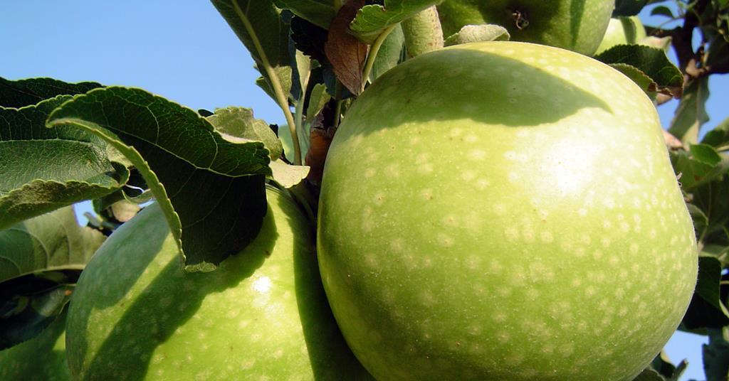 Indonesia bans Bidart Bros apples | Article | Fruitnet