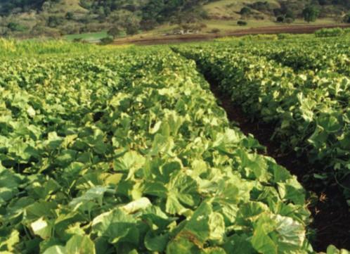 CA gears up for new melon campaign | Article | Fruitnet