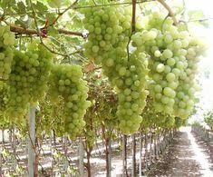 Israeli grapes on their way | Article | Fruitnet
