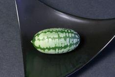 Koppert launches micro melon | Article | Fruitnet