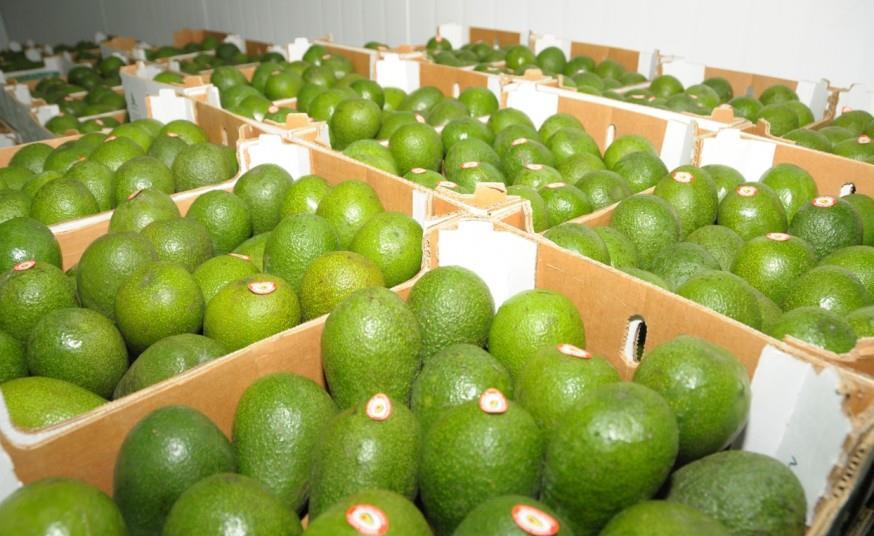 Ukraine conflict hits Peruvian avocado exports | Article | Fruitnet