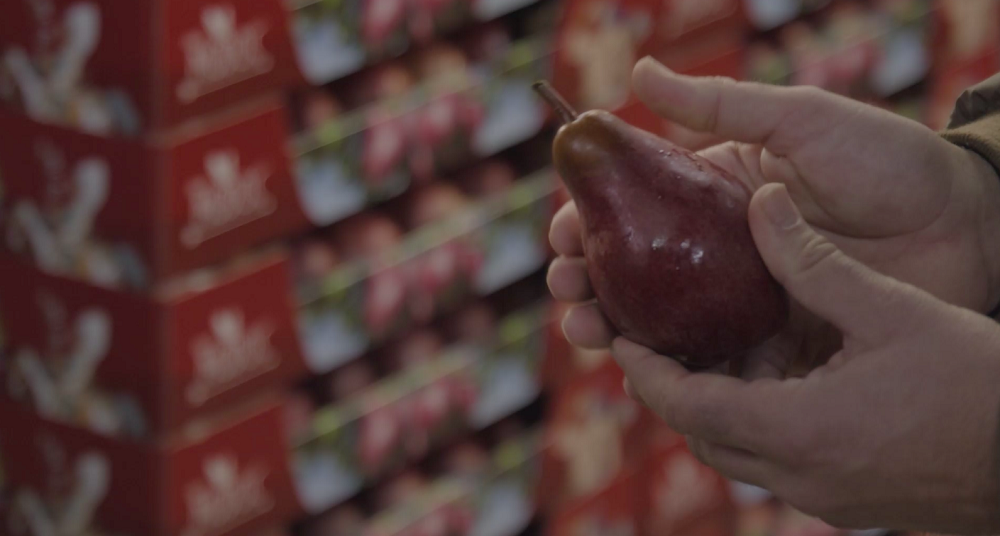 Erste „Red Modoc“-Birnen bei Lidl Belgien – und demnächst auch in ...