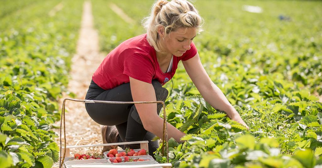 VSSE: Geschützter Anbau rettet Erdbeersaison | Article | Fruitnet
