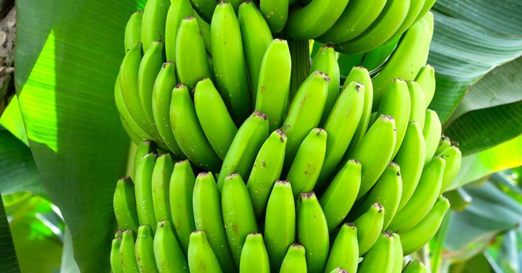 Growcom slams Australian state government | Article | Fruitnet