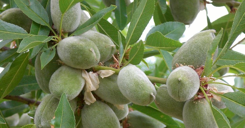 Mandeln: Der 16. Februar ist Tag der Mandel | Article | Fruitnet