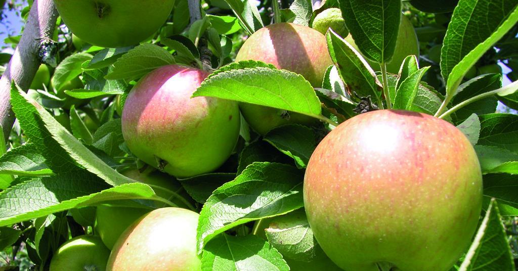 Neuseeland: Hilft digitales Tool Apfel- und Traubenerzeugern bei ...