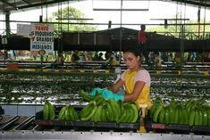 Costa Rica bananas back on track | Article | Fruitnet