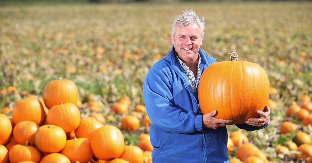 Record pumpkin crop for Asda | Article | Fruitnet