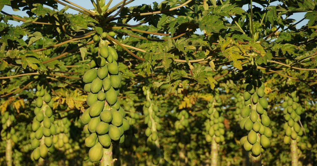 Brazil unveils fruit stimulus package | Article | Fruitnet