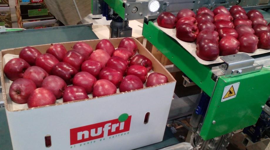 Spanish apple season heading into the red | Article | Fruitnet
