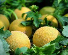 Asda employs new melon technology | Article | Fruitnet