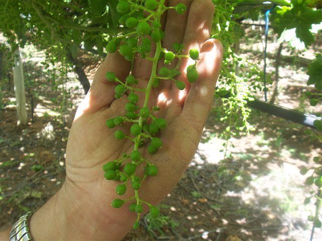 SA grapes to match last season's start | Article | Fruitnet