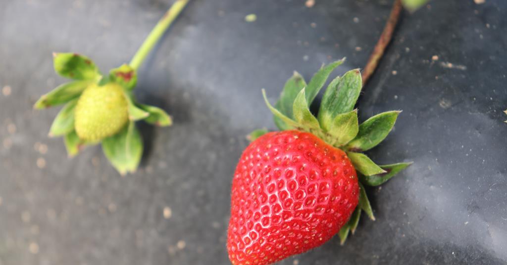 Plus Berries kicks off new strawberry season | News | Fruitnet