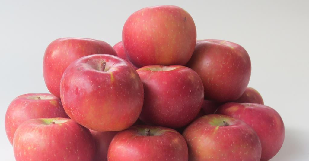 Aztec Fuji: South Africa's bright new hope | Article | Fruitnet