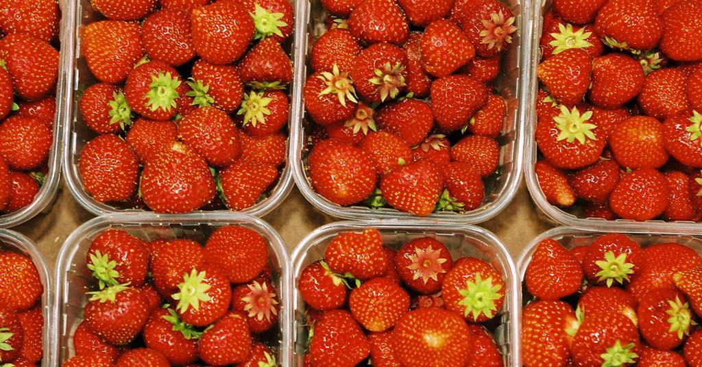 New material extends strawberry shelf-life | Article | Fruitnet