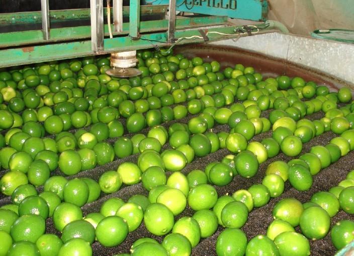 Lime exports boost Mexican citrus trade | Article | Fruitnet