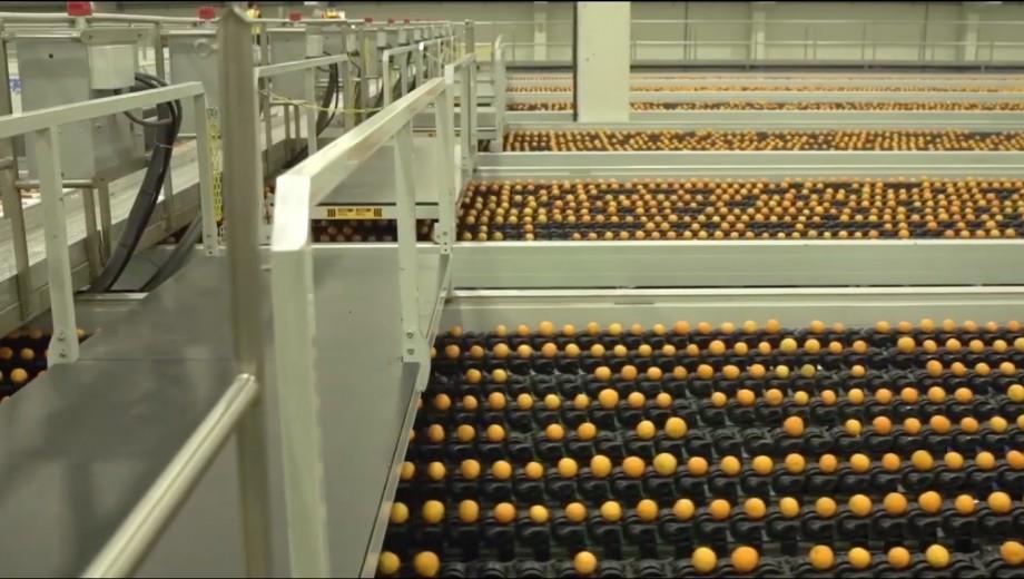 Sorting technologies scoop impact award | Article | Fruitnet