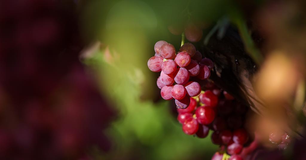 South African grapes eye US opportunities | News | Fruitnet