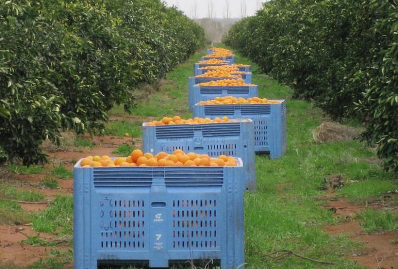 New SIP for Australian citrus industry | Article | Fruitnet