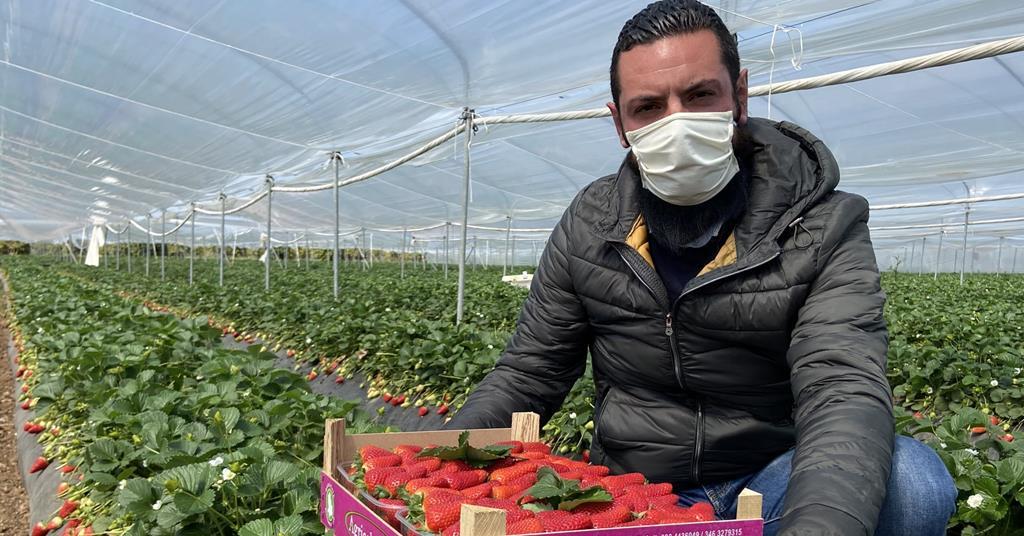 Candonga finds favour with Italian growers | Article | Fruitnet