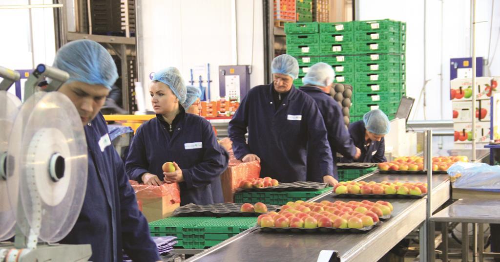 Comment: AI can make a big difference to fruit quality | Comment | Fruitnet