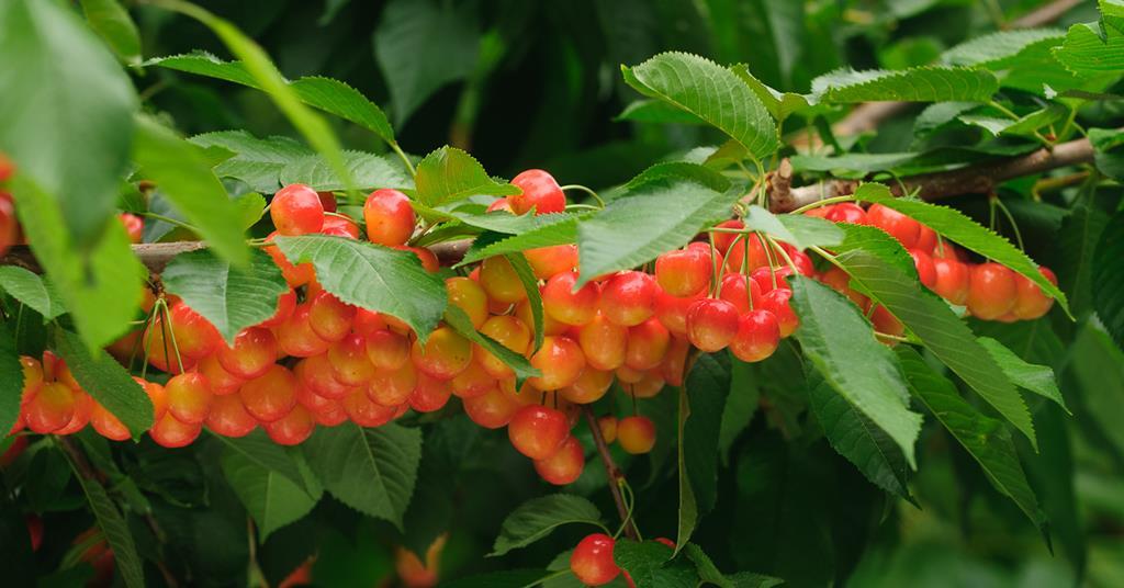 Stemilt unveils cherry infographic | Article | Fruitnet