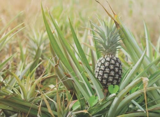 Dole Sunshine’s new business to tackle fruit loss | Article | Fruitnet