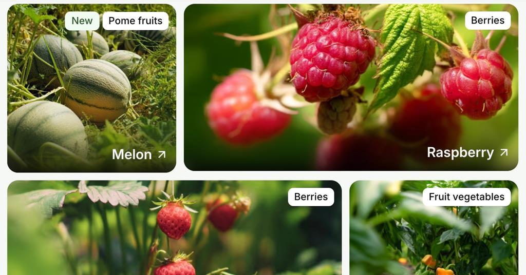 Dutch consumers unaware of WHO fruit vegetable intake recommendations ...