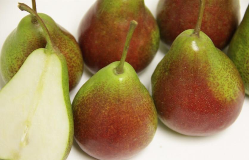 Celina pear offers enormous potential | Article | Fruitnet