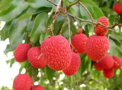 Indian lychees bound for US | Article | Fruitnet