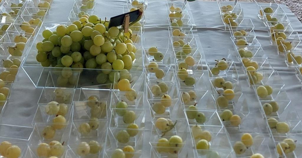 Macfrut 2024: Trauben stehen bei diesjähriger Ausgabe mit dem Table Grape Symposium im Fokus ...