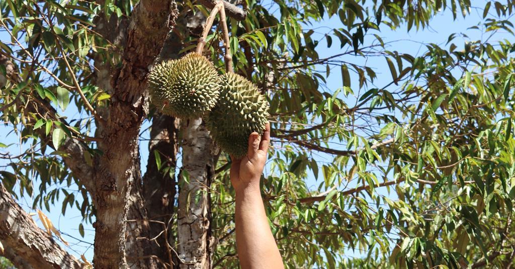 NT-grown ‘king of fruit’ debuts in WA | Article | Fruitnet