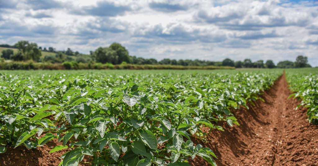 Potato Partnership 'to build on AHDB legacy' | Article | Fruitnet
