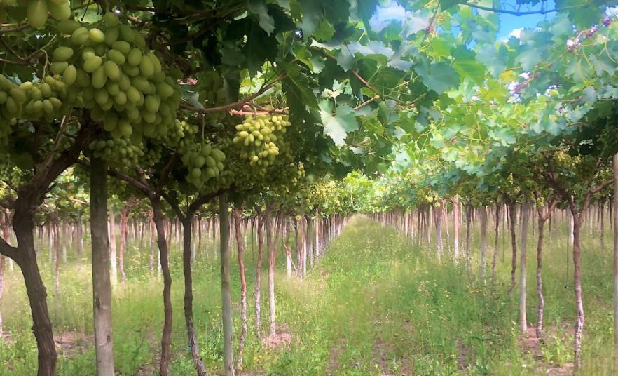Strong pre-Christmas market for Southern African grapes predicted ...