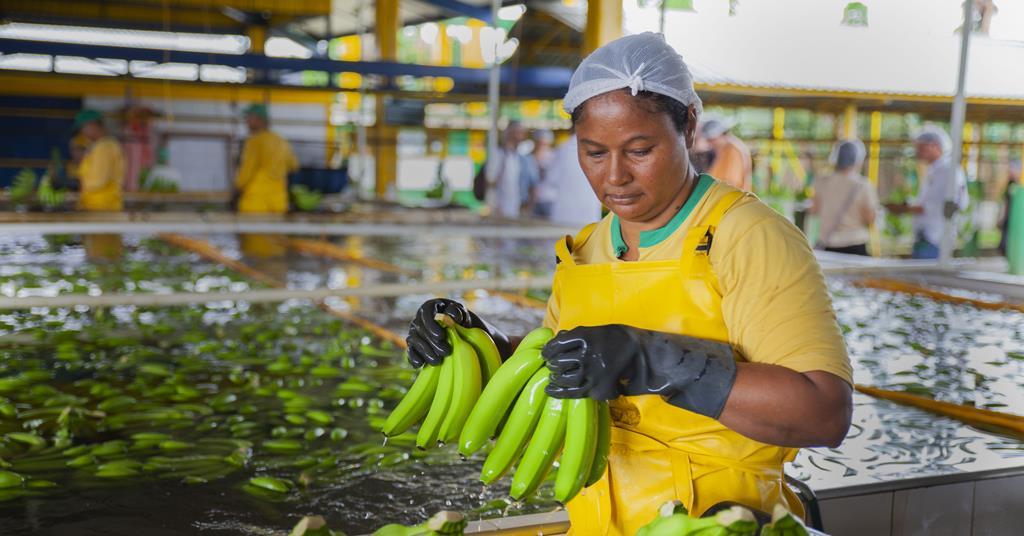 Fairtrade farmers prepare for climate change | News | Fruitnet