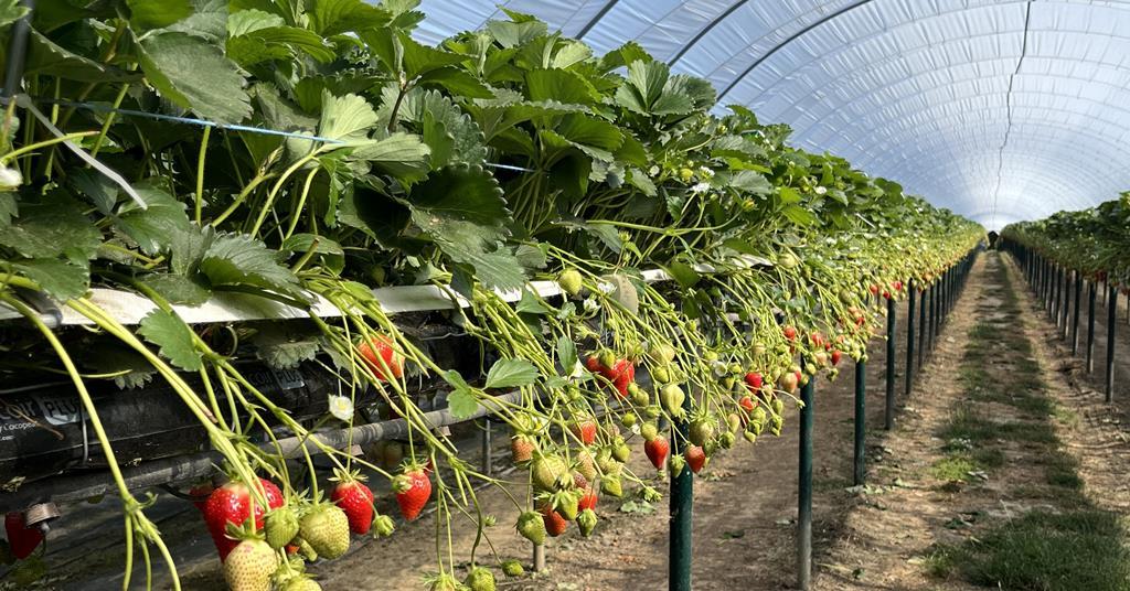 AI platform promises more accurate berry forecasts | News | Fruitnet