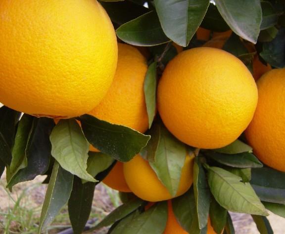 Costa eyes citrus expansion | Article | Fruitnet