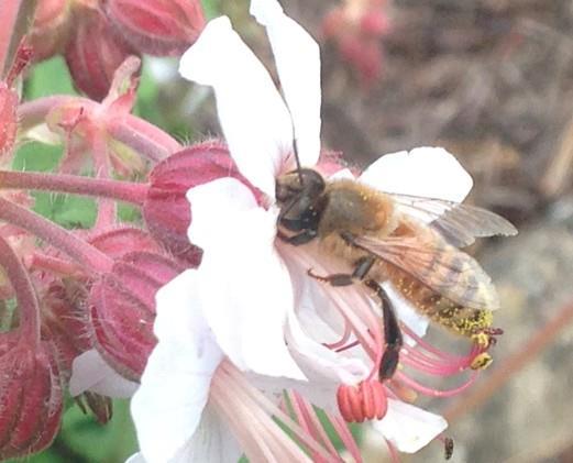 Pollination project gets underway | Article | Fruitnet