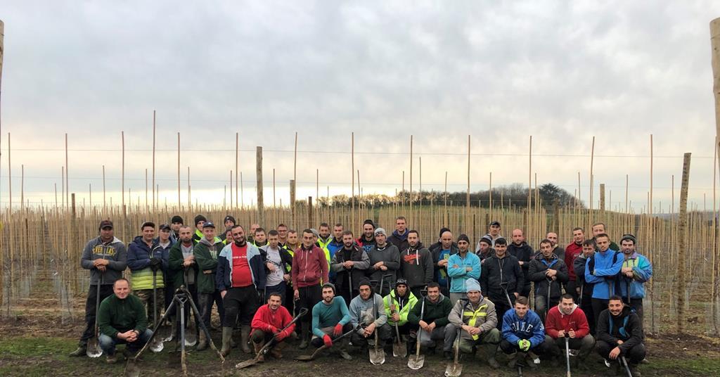 AC Goatham & Son completes major planting operation | Article | Fruitnet