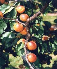 English apricots to build on niche | Article | Fruitnet