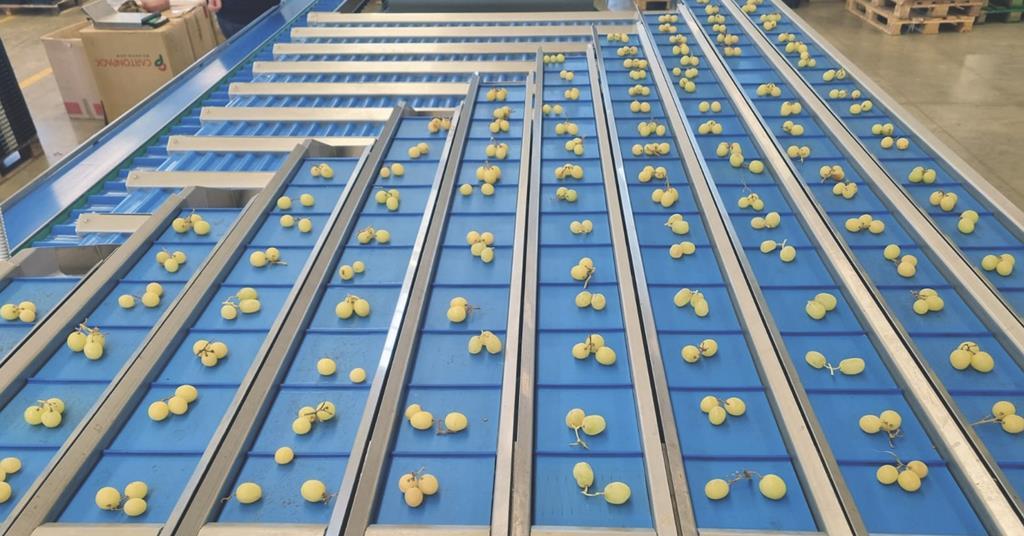 Weighing up your grape options | News | Fruitnet