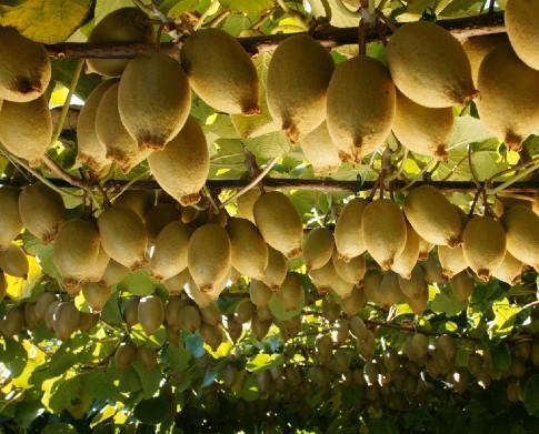 Kiwifruit Claim treads water | Article | Fruitnet