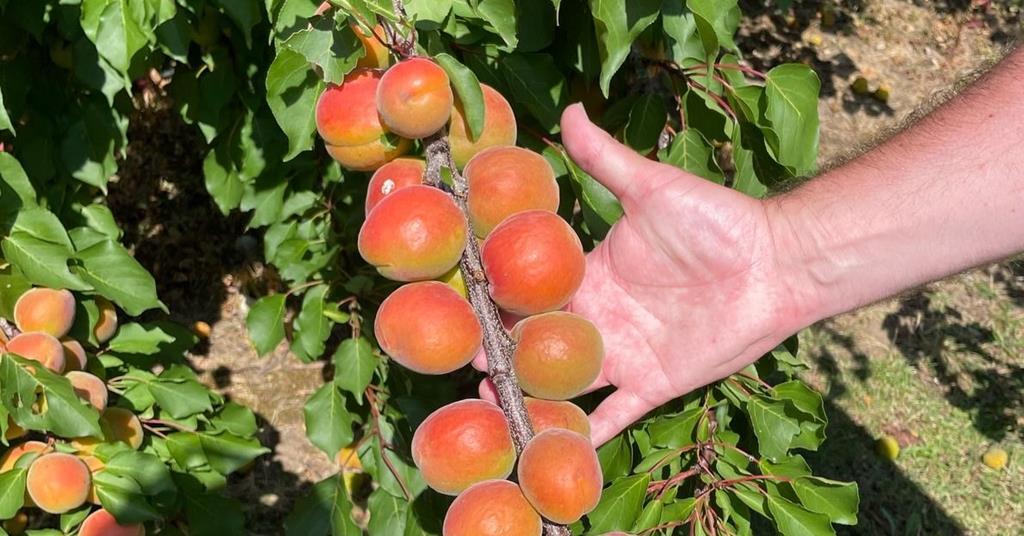 New climate-resilient apricots launched by Worldwide Fruit and Cot ...