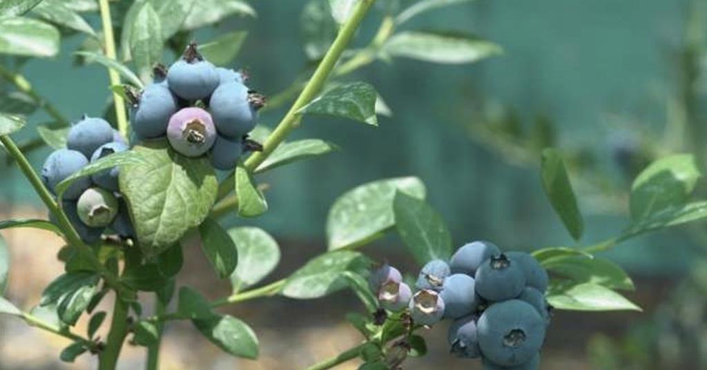 Oman produces first blueberries | News | Fruitnet
