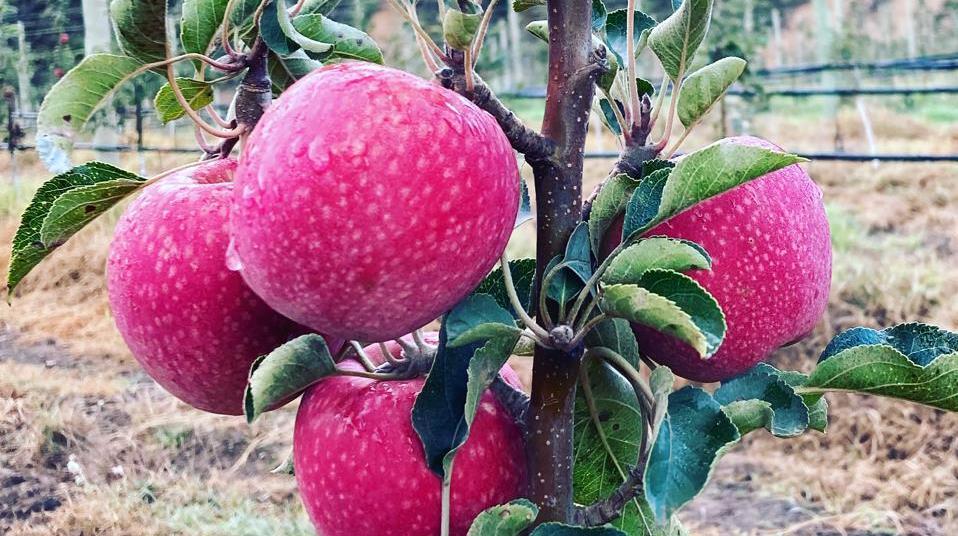 Tru-Cape trusts in Pink Lady progress | News | Fruitnet