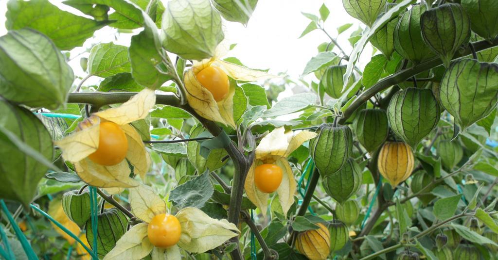 Ecuador targets UK & Europe for goldenberry growth | Article | Fruitnet