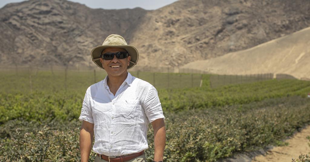 Peru’s blueberry focus switches from volume growth to quality | News ...