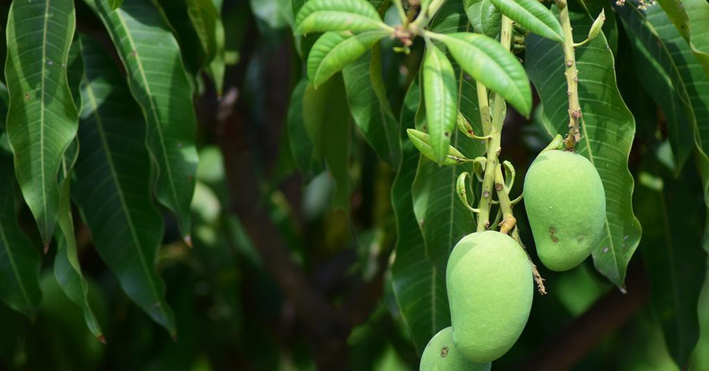 Pakistani mango exports fall | News | Fruitnet