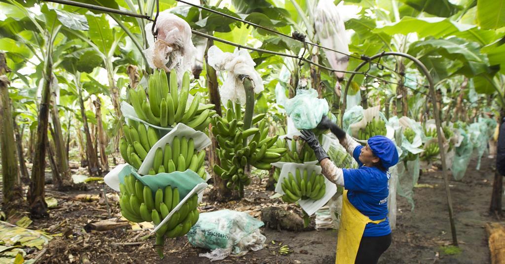 Fairtrade creates “resilient” banana supply chains | News | Fruitnet